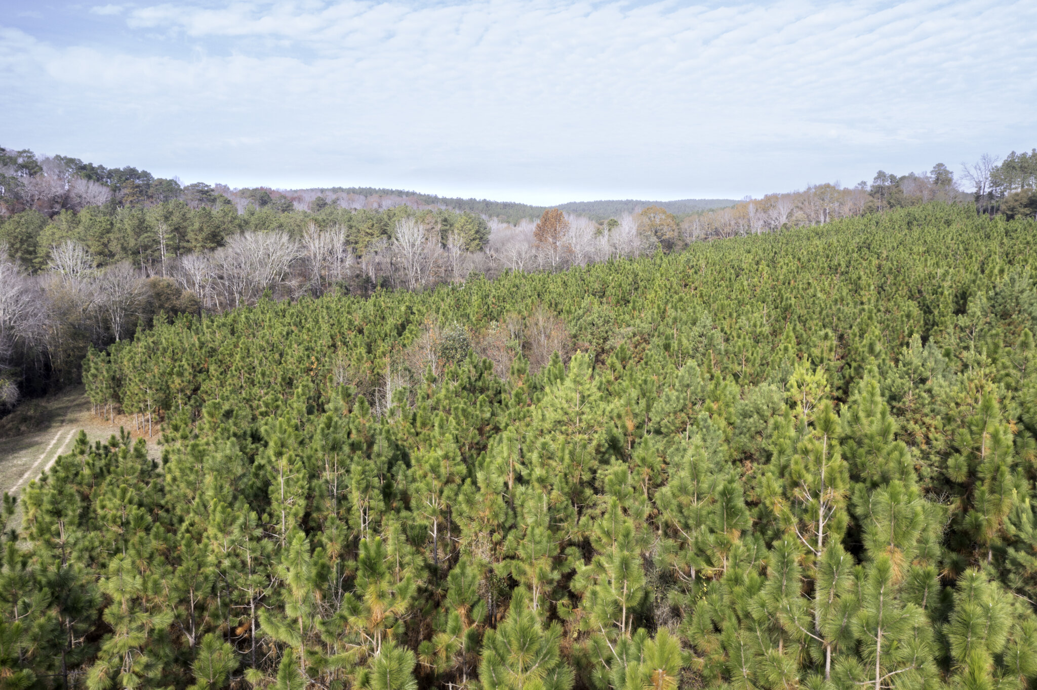 Timber is big business in Alabama