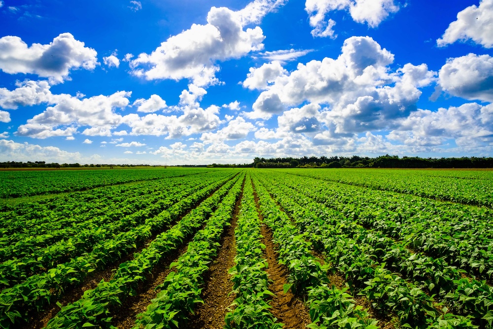 Helping middle school students recognize STEM career options in agriculture