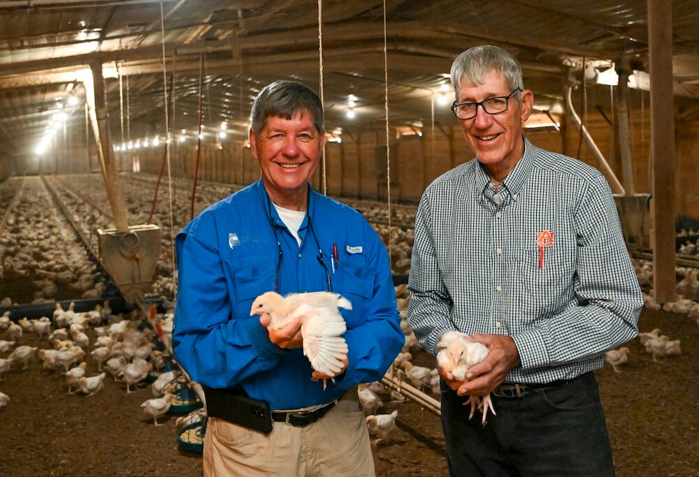Alabama-grown chickens are among the state's major exports