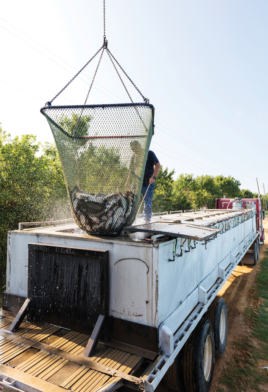 Alabama Catfish Farmers See Tariffs As Fair Trade