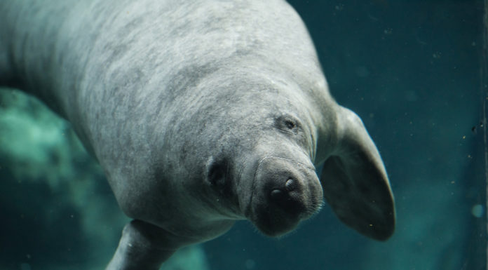 Study Tracks Manatee Migration along Gulf Coast