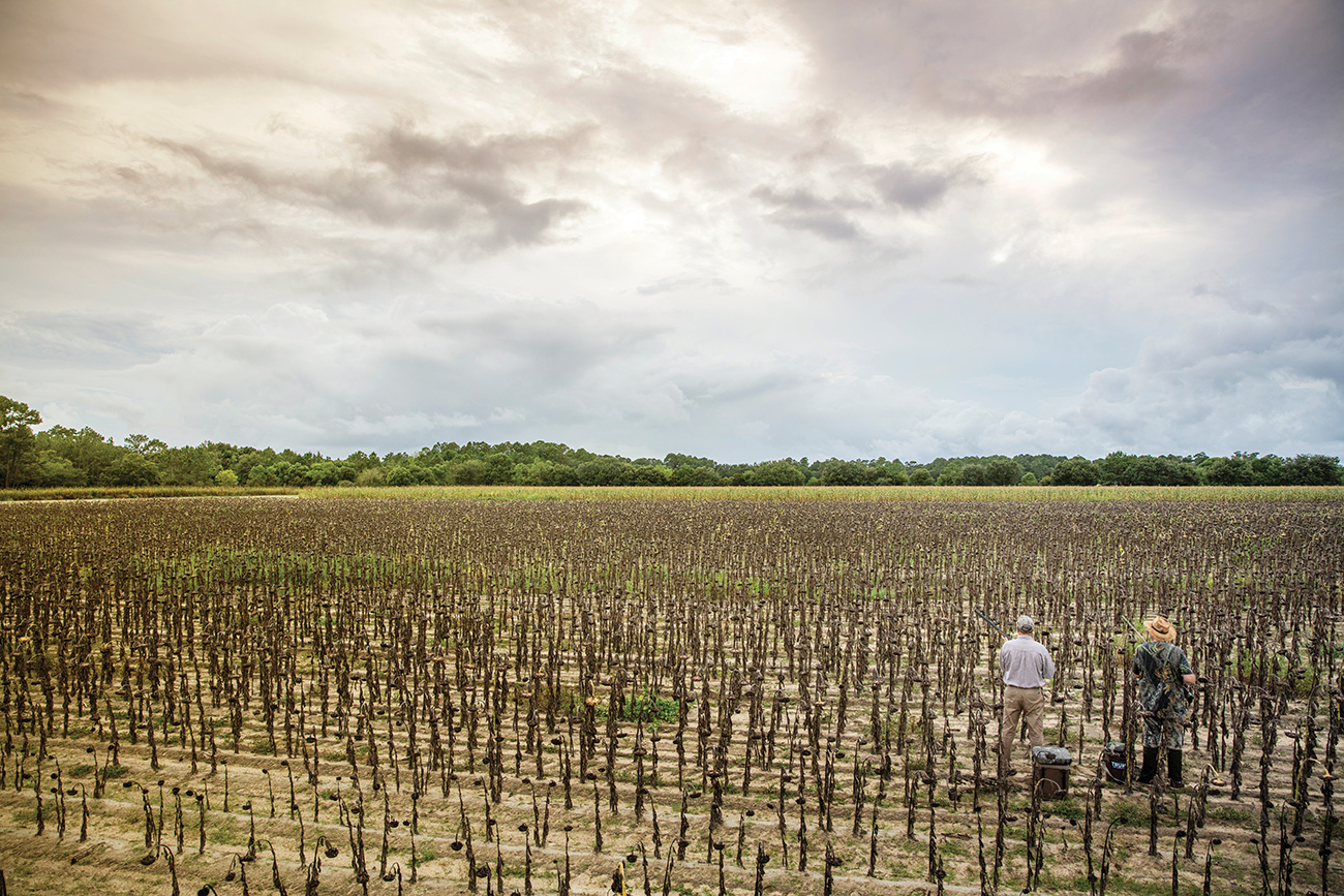 Bring on the Birds — Dove Hunting in Alabama