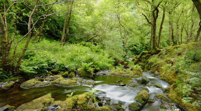 Vulcan Materials Underwrites Family Forest Carbon Program